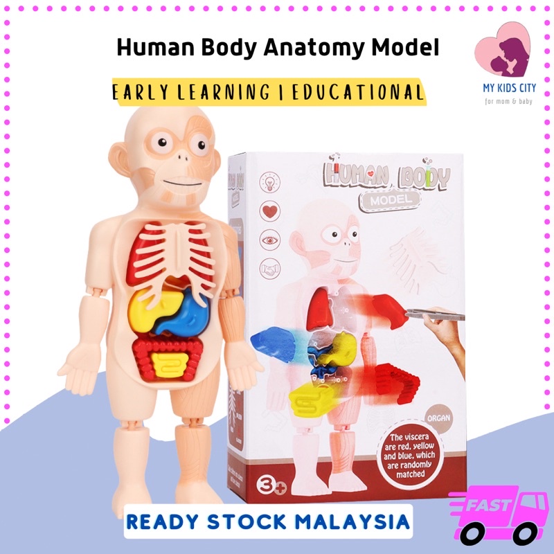 Human Body Anatomy Model Easy Assemble Early Learning Science Purpose ...