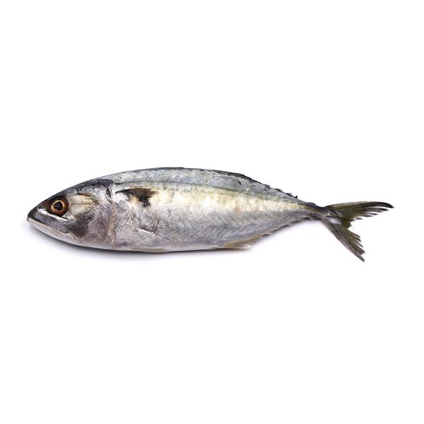 Ikan Kembong Segar 甘榜鱼 1kg | Shopee Malaysia
