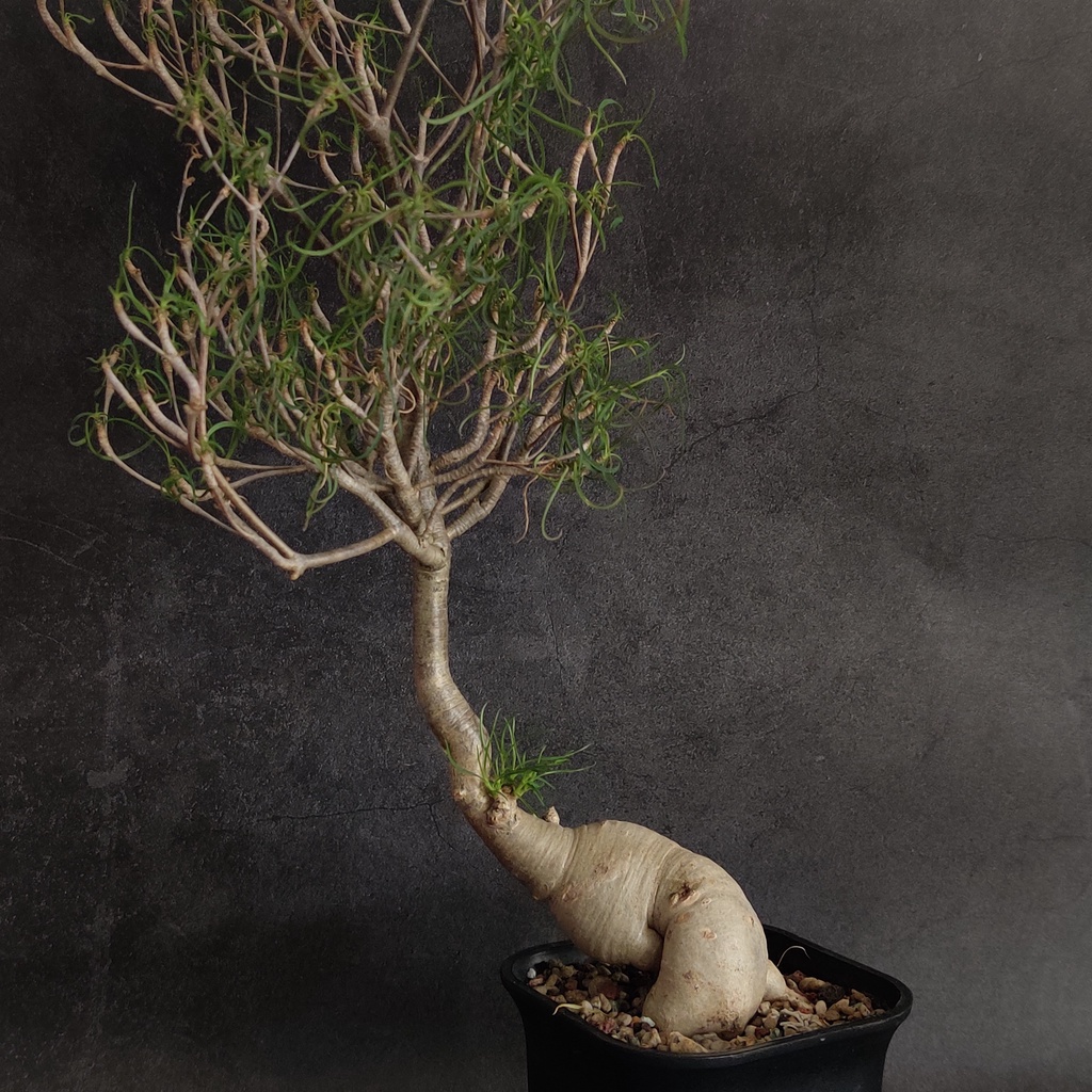 ModestaPlants – Euphorbia Hedyotoides 柳叶麒麟 │ Rare Caudex Succulent 块根 ...