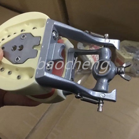 Dental preparation model with articulator Galvanized jaw frame Dental ...