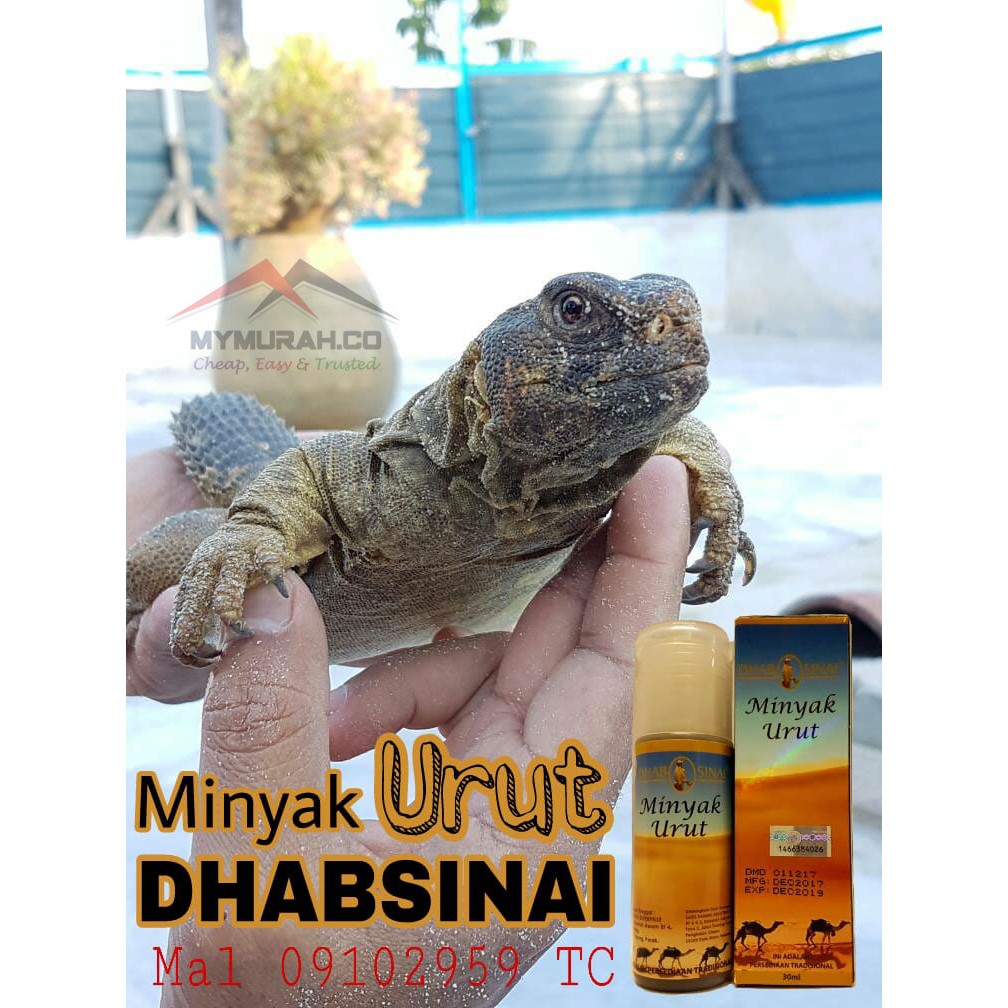 💪 Minyak Urut Tradisional - Minyak Dhob Sinai + Lulus KKM + Free Gift 🎁 ...