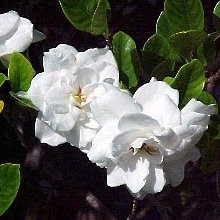 3 KERATAN BATANG Pokok Kembang Cina/ Bunga Cina | Shopee Malaysia