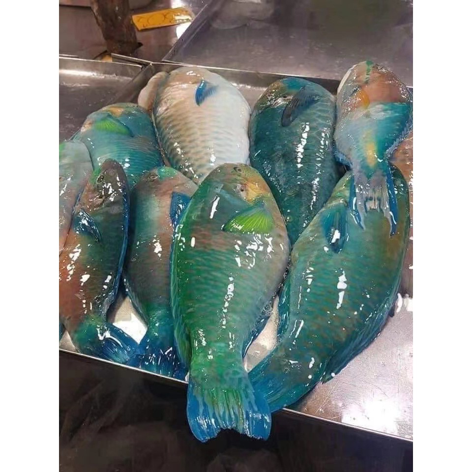 FRESH FROZEN PARROT SEA FISH 1.08KG / 鹦鹉鱼 | Shopee Malaysia