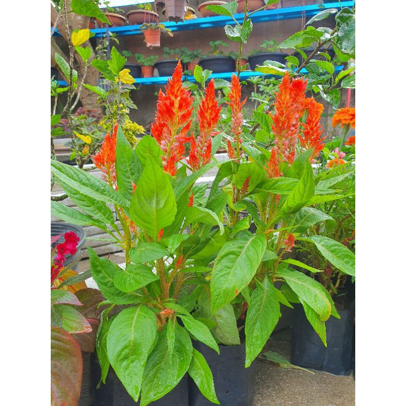 anak pokok bunga balung ayam/celosia plumosa plant. | Shopee Malaysia