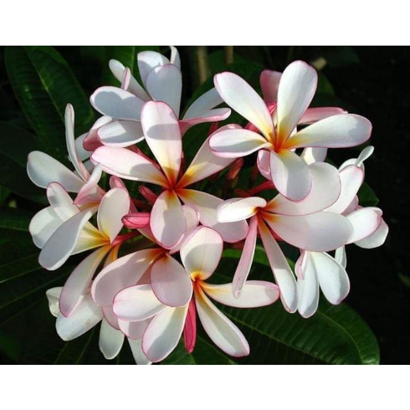 KKB Plumeria Pink Dwarf Singapore, Frangipani | Shopee Malaysia
