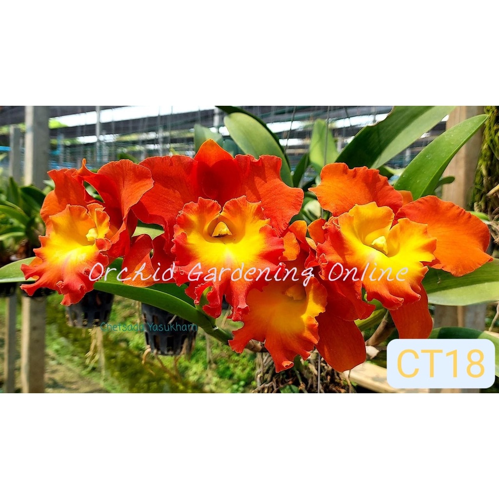 Cattleya (Size Anak Pokok) | Shopee Malaysia