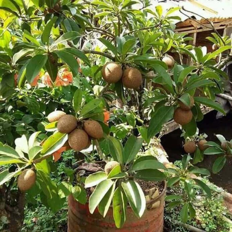 Pokok Ciku Mega / Buah Besar Hyrid Thai | Shopee Malaysia