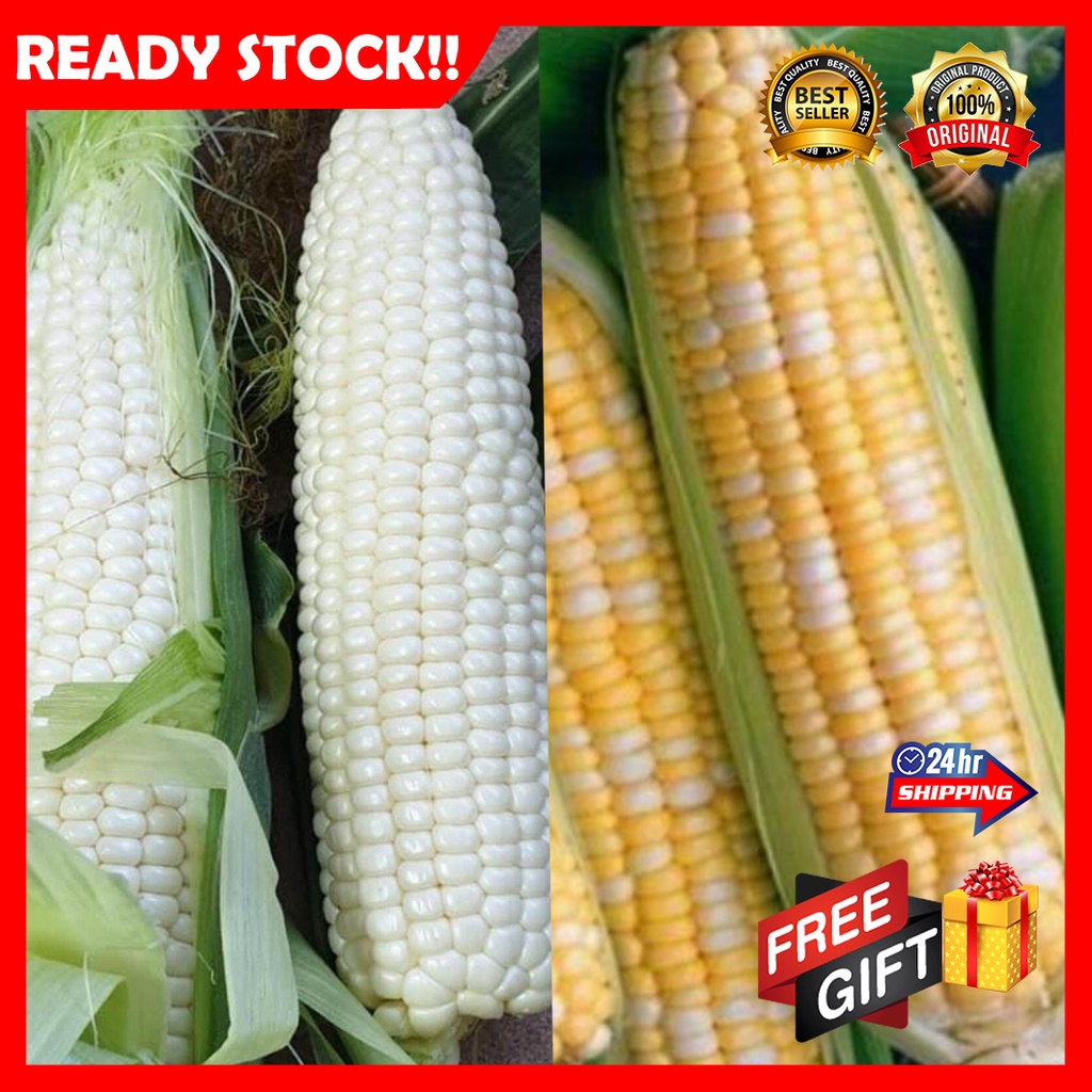 [FREE GIFT!!!] 100% Original Jagung Susu & Mutiara FRESH Paling Murah ...