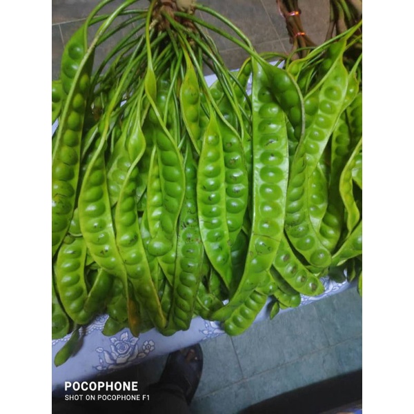 🔥Petai Segar🔥 Sepapan Banyak Butir - Harga Paling Murah - Seikat 6 ...