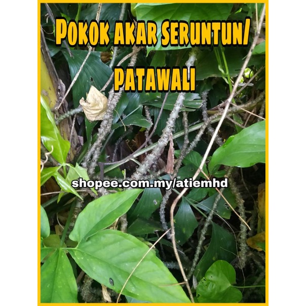 Akar Seruntun/Patawali ** 5 Keratan batang | Shopee Malaysia