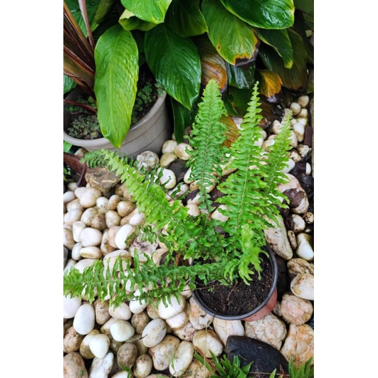 Pokok Pakis(sebagai Hiasan) | Shopee Malaysia