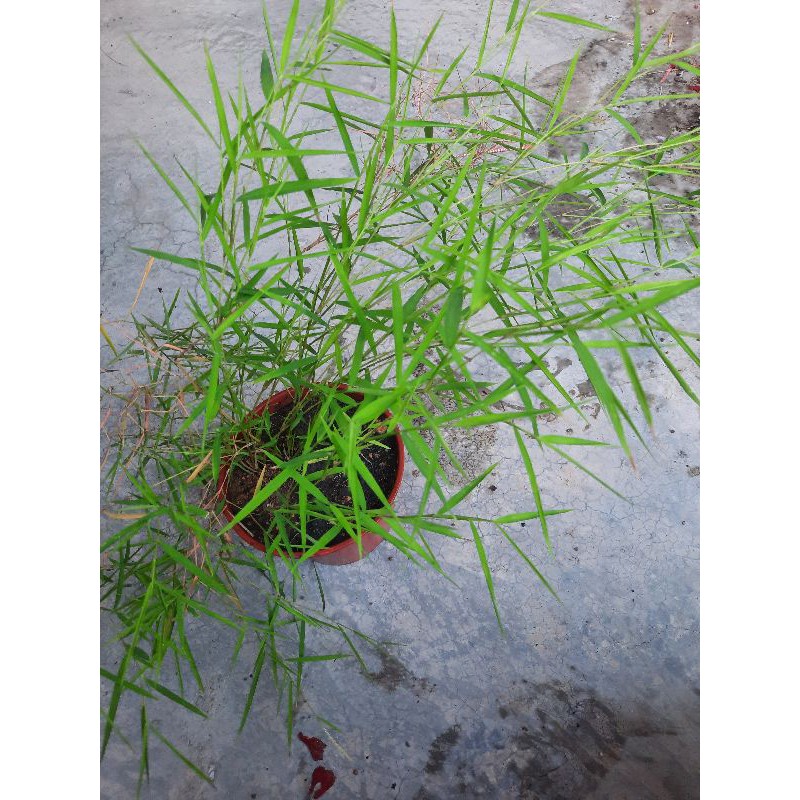 🌿🌿🌿 Pokok buluh perindu🌿🌿🌿 | Shopee Malaysia