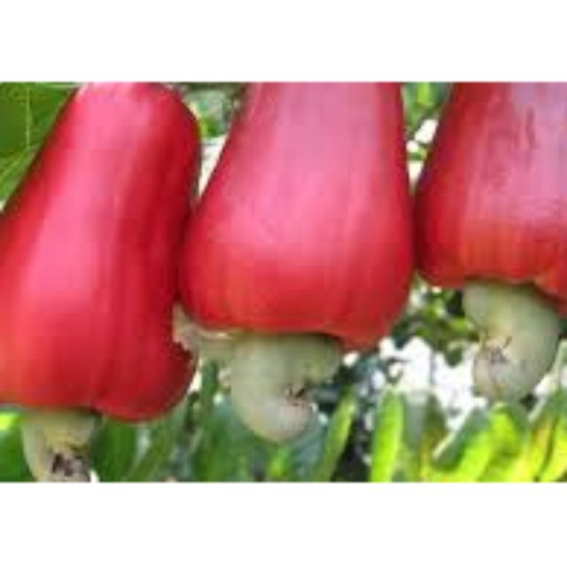 Pokok Gajus/Ulam-ulaman 2kaki | Shopee Malaysia