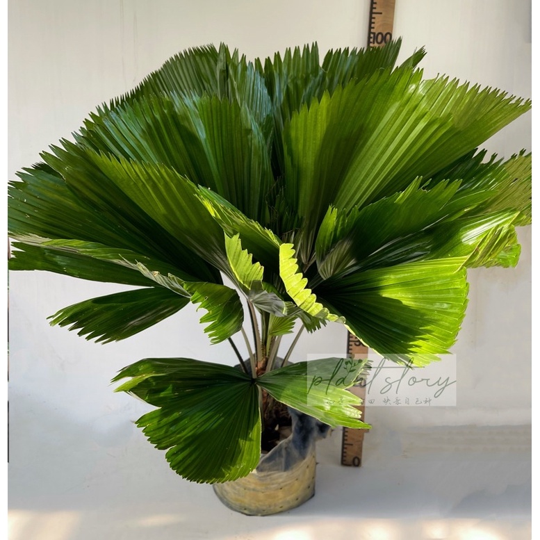 🌱Licuala Grandis 🌱圆叶刺轴榈 🌱 Ruffled Fan Palm Tree 🌱Indoor Plant🌱 outdoor ...