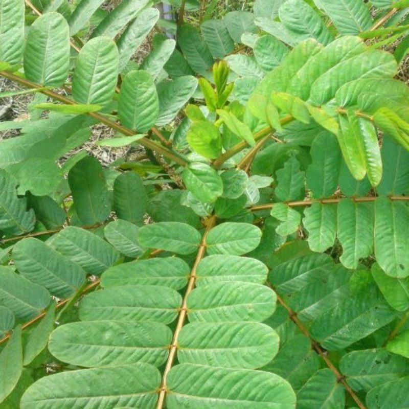 Daun Gelenggang Fresh Dr pokok (10 helai) | Shopee Malaysia