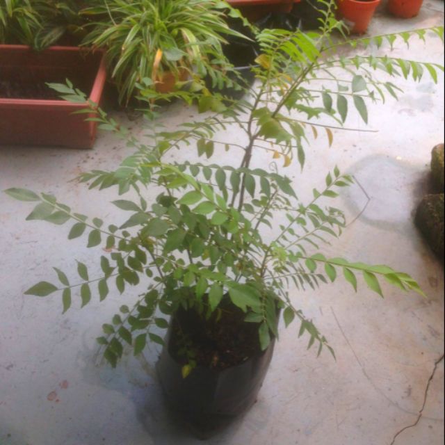Anak pokok kari 2-3 kaki (100% guarantee yang terbaik) | Shopee Malaysia