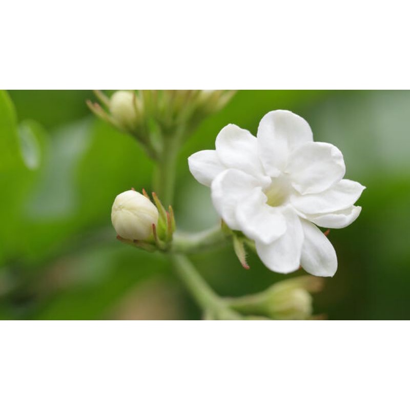 GM JASMINUM SAMBAC ARABIAN FRAGRANCE FLOWER PLANT REAL LIFE ...