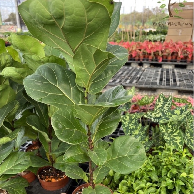 no COD Ficus Lyrata Bambino(Pokok Bunga Hidup/Pokok Hiasan Dalam Rumah ...