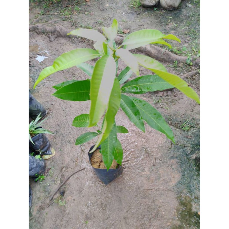 Anak pokok kuini hybrid / kuwini mango sapling (mangifera odorata ...