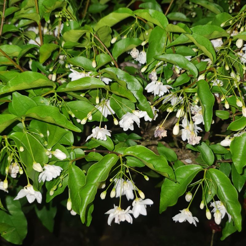 jeliti（shuimei）double flower jeliti 双瓣水梅 | Shopee Malaysia
