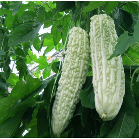 Benih Peria Putih Panjang / White Long Bitter Gourd Seeds - Ready Stock ...