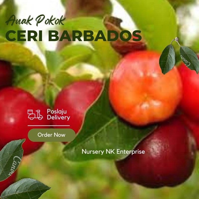 Anak Pokok Ceri Barbados Hibrid | Shopee Malaysia