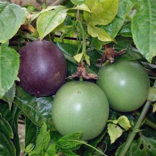 Pokok markisa ungu @ passionfruit dari keratan batang | Shopee Malaysia
