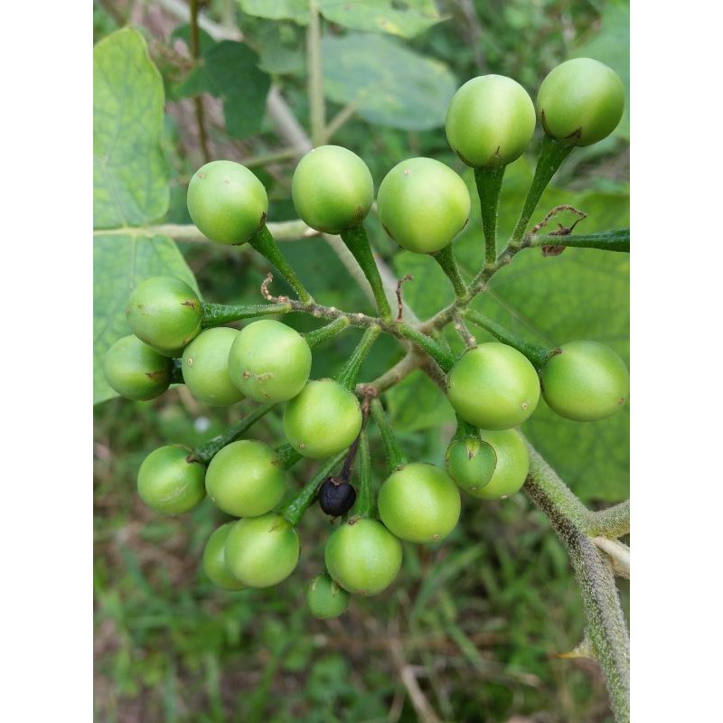 Anak terung pipit #Ulam kampung | Shopee Malaysia