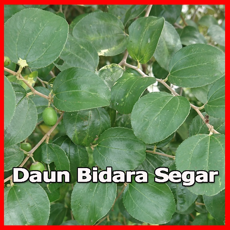 Daun Bidara Segar Dari Pokok Bidara Berduri Dan Berbuah Sebagai Rawatan ...