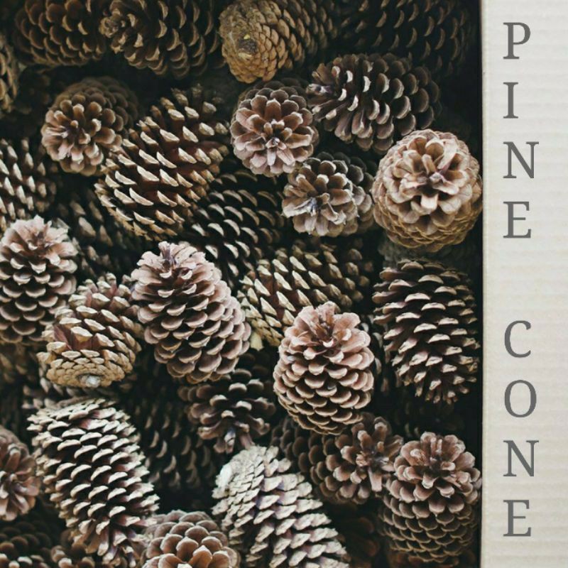 [Ready stock] Local Original Natural Pine cone Pinecone/Nenas batu ...
