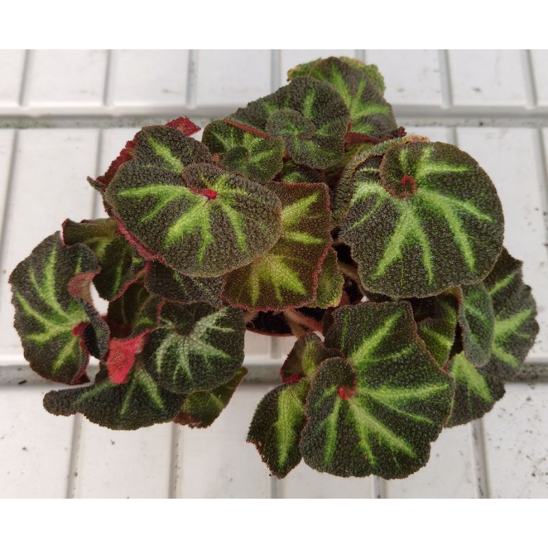 NMS / Begonia Soli-Mutata 索莉幕特秋海棠 (12CM Pot Size) | Shopee Malaysia
