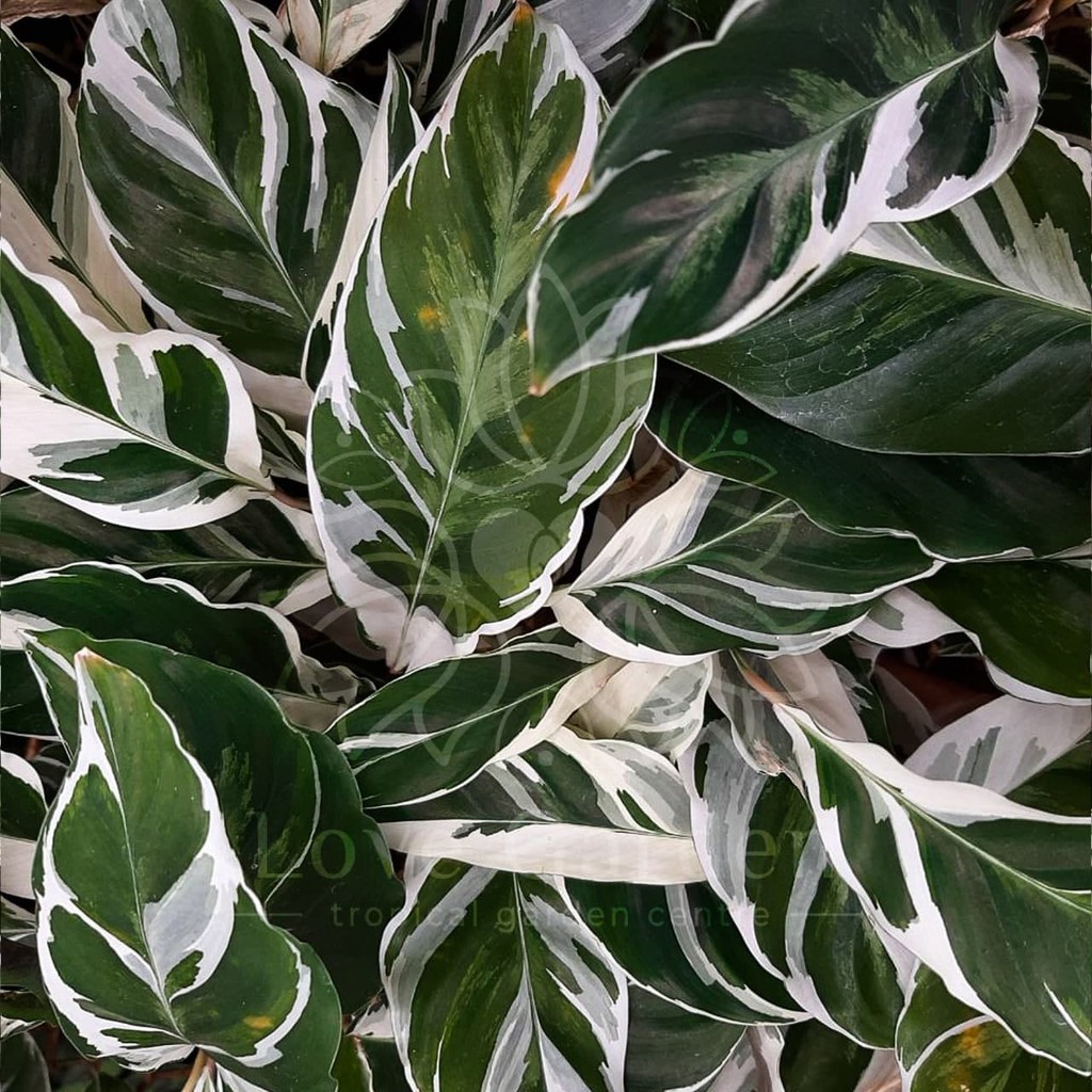 LOVE GARDEN - Pokok Calathea White Fusion | Shopee Malaysia