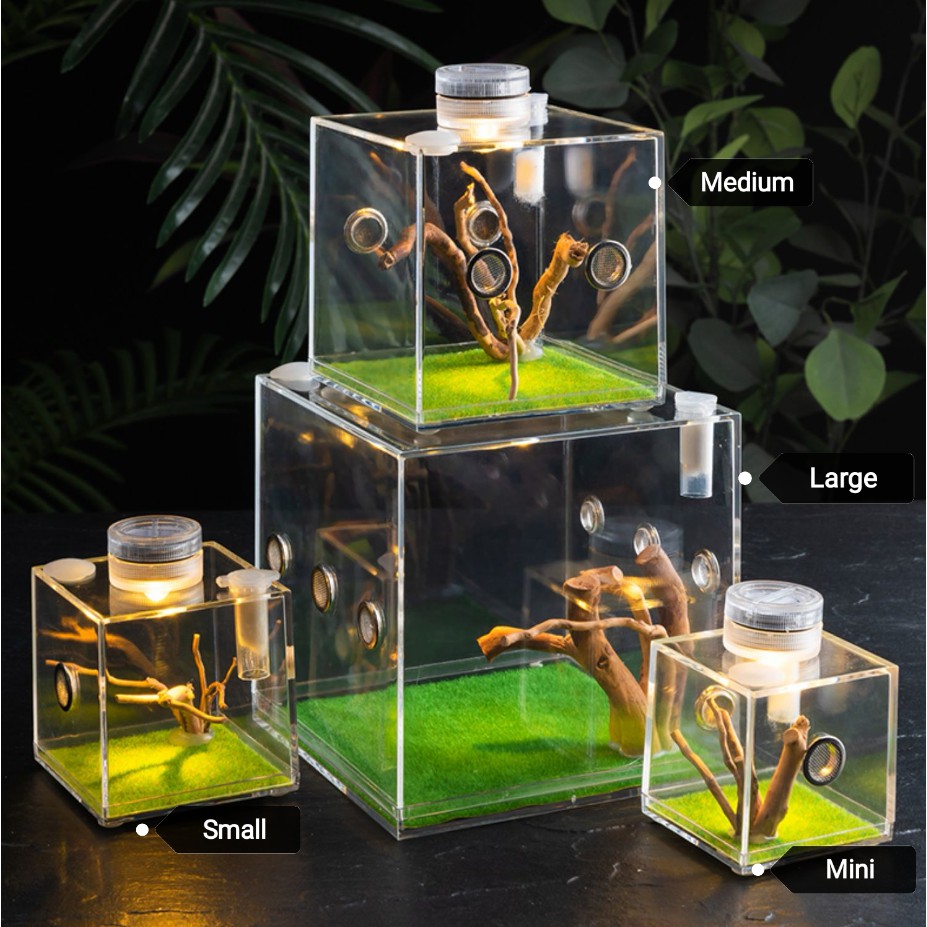 [Sapien] Jumping Spider Tarantula Spiderling Acrylic Shelter Box ...