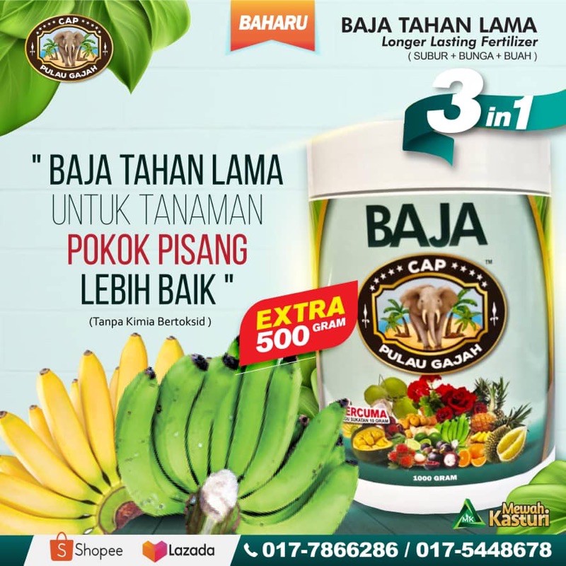 [ HOT ITEM ] Baja Cap Pulau Gajah Pokok Pisang [ BESAR & BERATKAN Buah ...