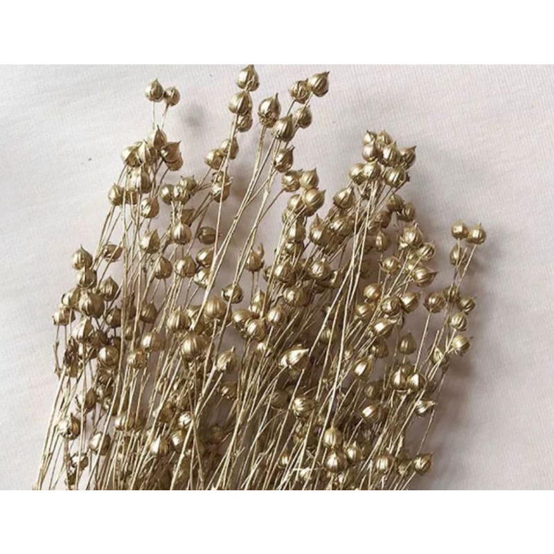 Now Ready stock Pampas grass murah viral rumput pampas pokok bulu gebu ...