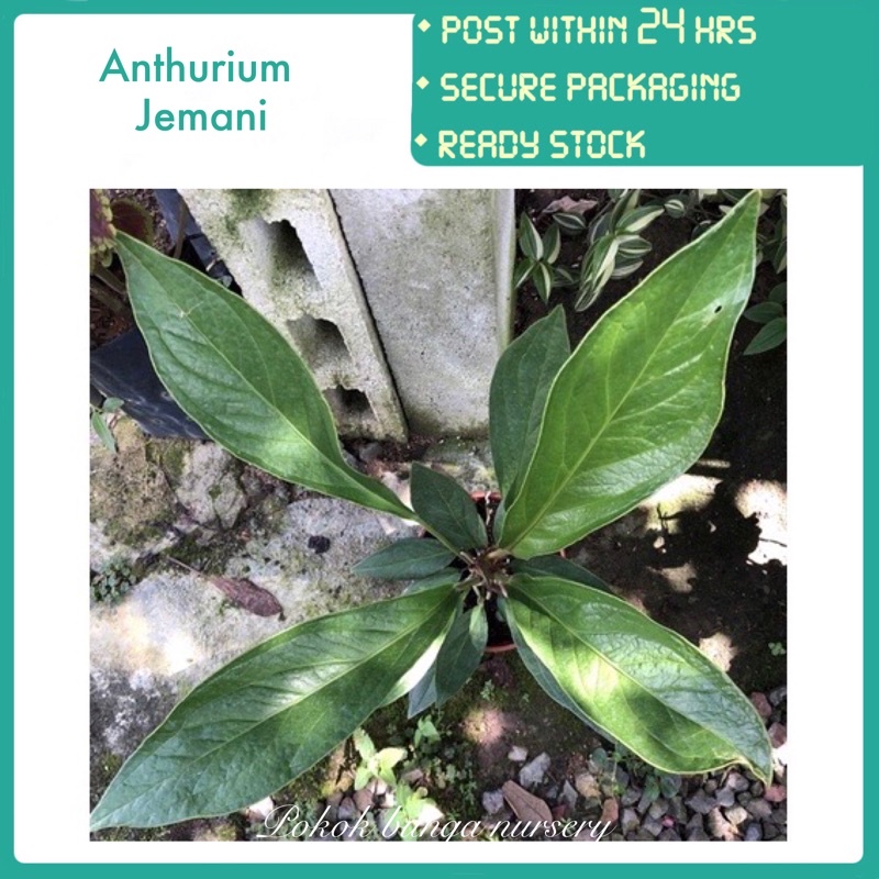 PBN - anthurium jemani - pokok bunga nursery indoor plant hidup tanaman ...