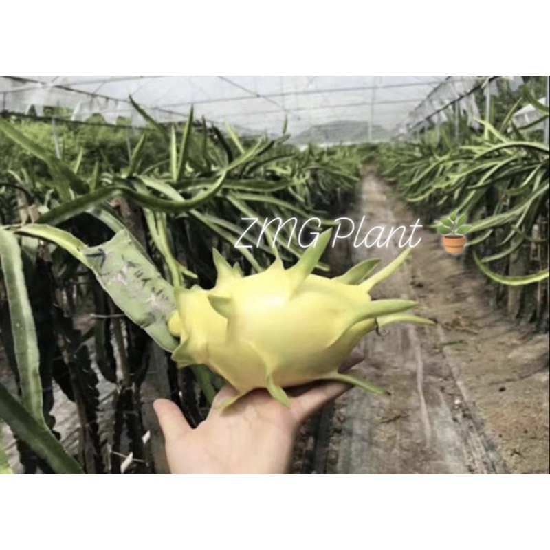 Buy 1 Free 1 (10cm - 20cm)Yellow Dragon Fruits Trees / Keratan kuning ...