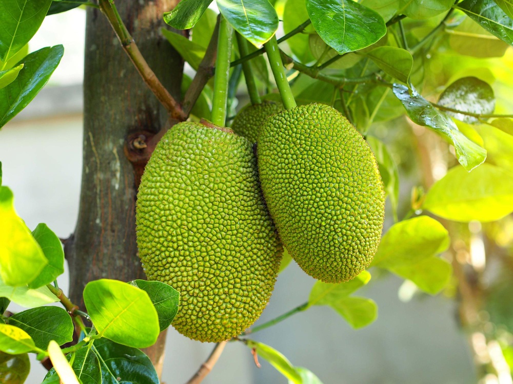 Jackfruit波罗蜜种子 Buah Nangka Biji Benih Fruit Buah Buahan Seed 1Pc ...