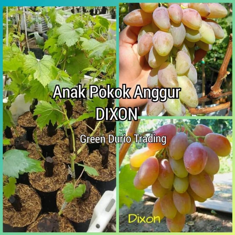GDT-Pokok Anggur Akademik , Dixon , Aroma Delight , Ninel , Trans ...