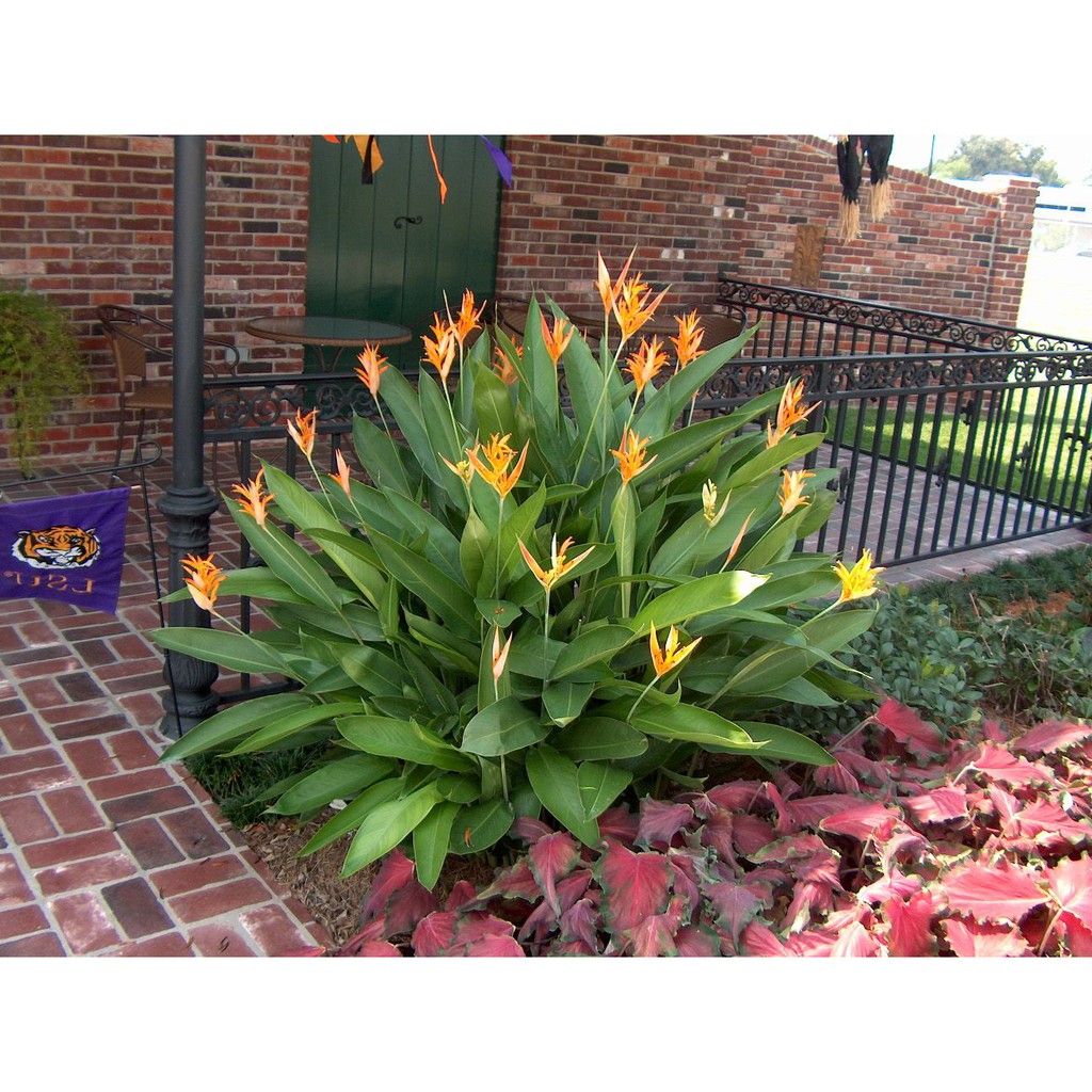 [READY STOCK]🌺🌺POKOK HIDUP ANAK POKOK SEPIT UDANG(Heliconia) | Shopee ...