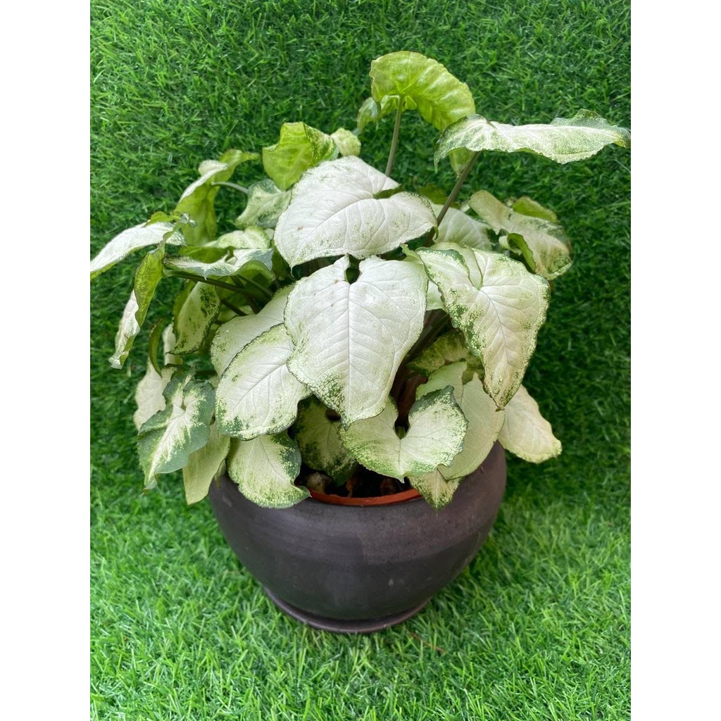 Angel Wings/Wild Caladium/Elephant's Ear (Cladiumm Bicolor)- Real Plant ...