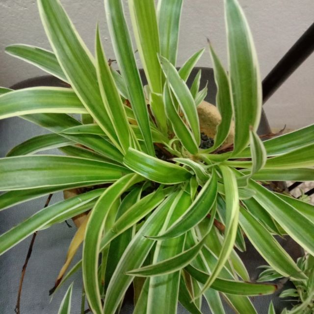 Pokok Lily Paris /Spider Plant/Pokok gantung | Shopee Malaysia