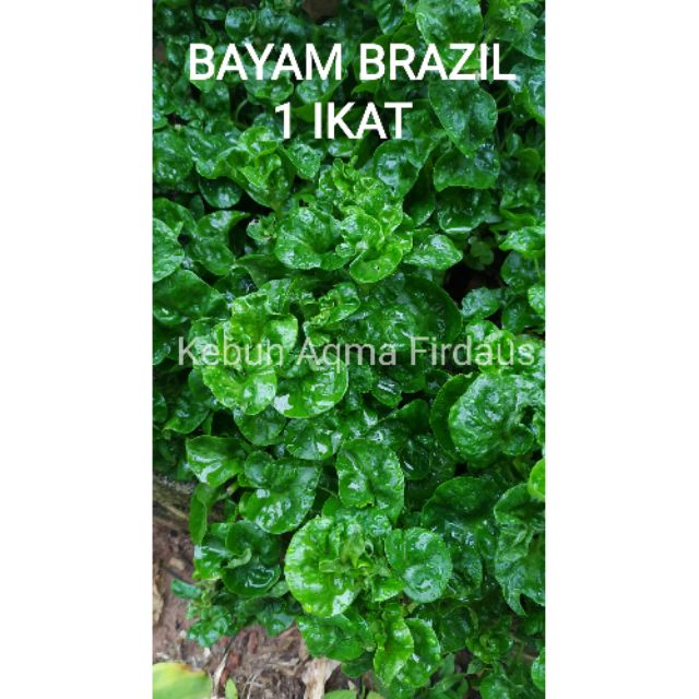 Keratan Pokok Sayur Bayam Brazil Mudah tumbuh 11pcs Vegetable | Shopee ...