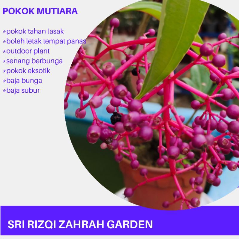 MEDINILLA MAGNIFICA FLOWER PLANT, POKOK BUNGA MUTIARA | Shopee Malaysia