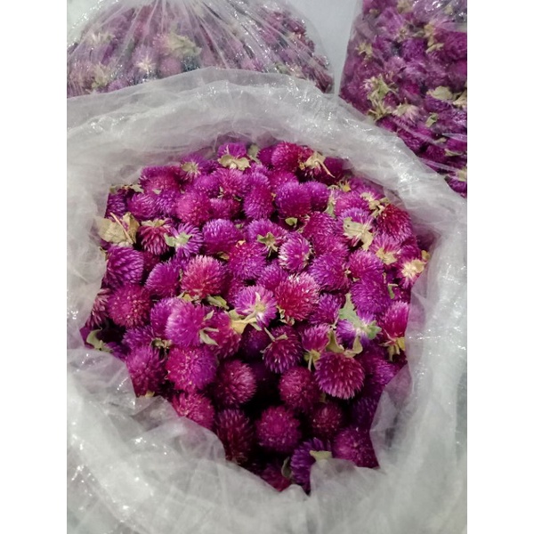 Globe AMARANTH/KENOP/UDEL2/FLOWER BUTTONS/TEA/TEH 500G | Shopee Malaysia