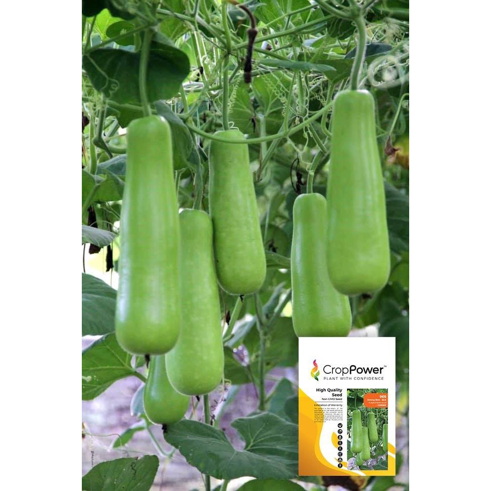 BIJI BENIH LABU AIR F1/BOTTLE GUARD F1 SEEDS(8 SEEDS-REPACK CROP POWER ...