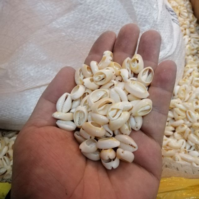 SEASHELL (white) / BURIE KUYUNG XS, S, M, L, XL | Shopee Malaysia