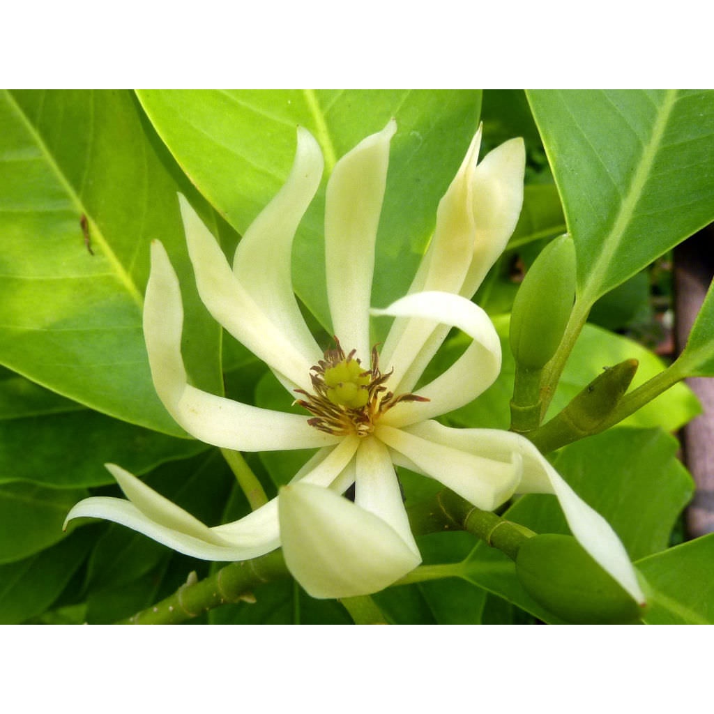 Varieti Cempaka / Champaca Varieties - Pokok Hidup / Live Plant ...