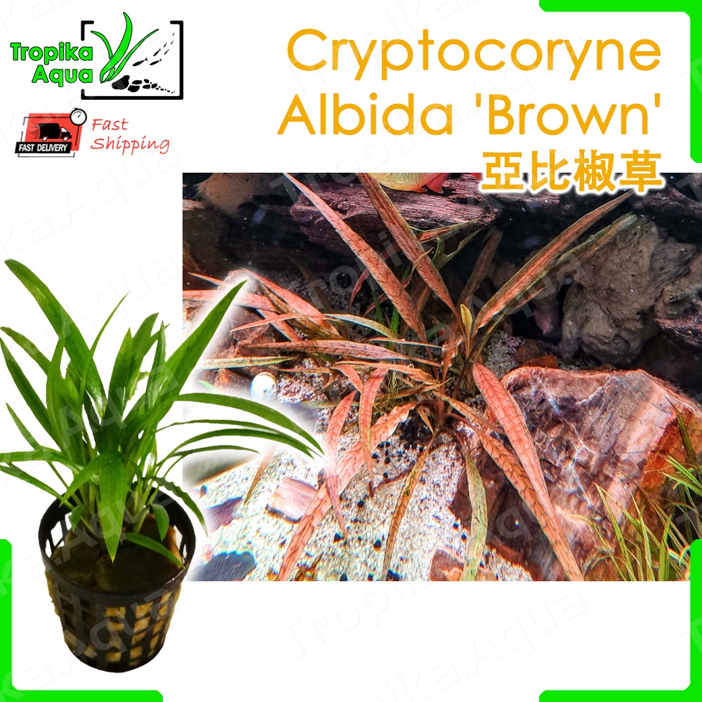 Cryptocoryne Albida 'Brown' (crypt costata) 金椒草 / 亞比椒草 - aquarium aqua ...
