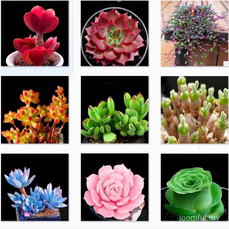 Rare Bonsai Flower Beauty Succulent 200Pcs Seeds Planter Lithops Cactus ...